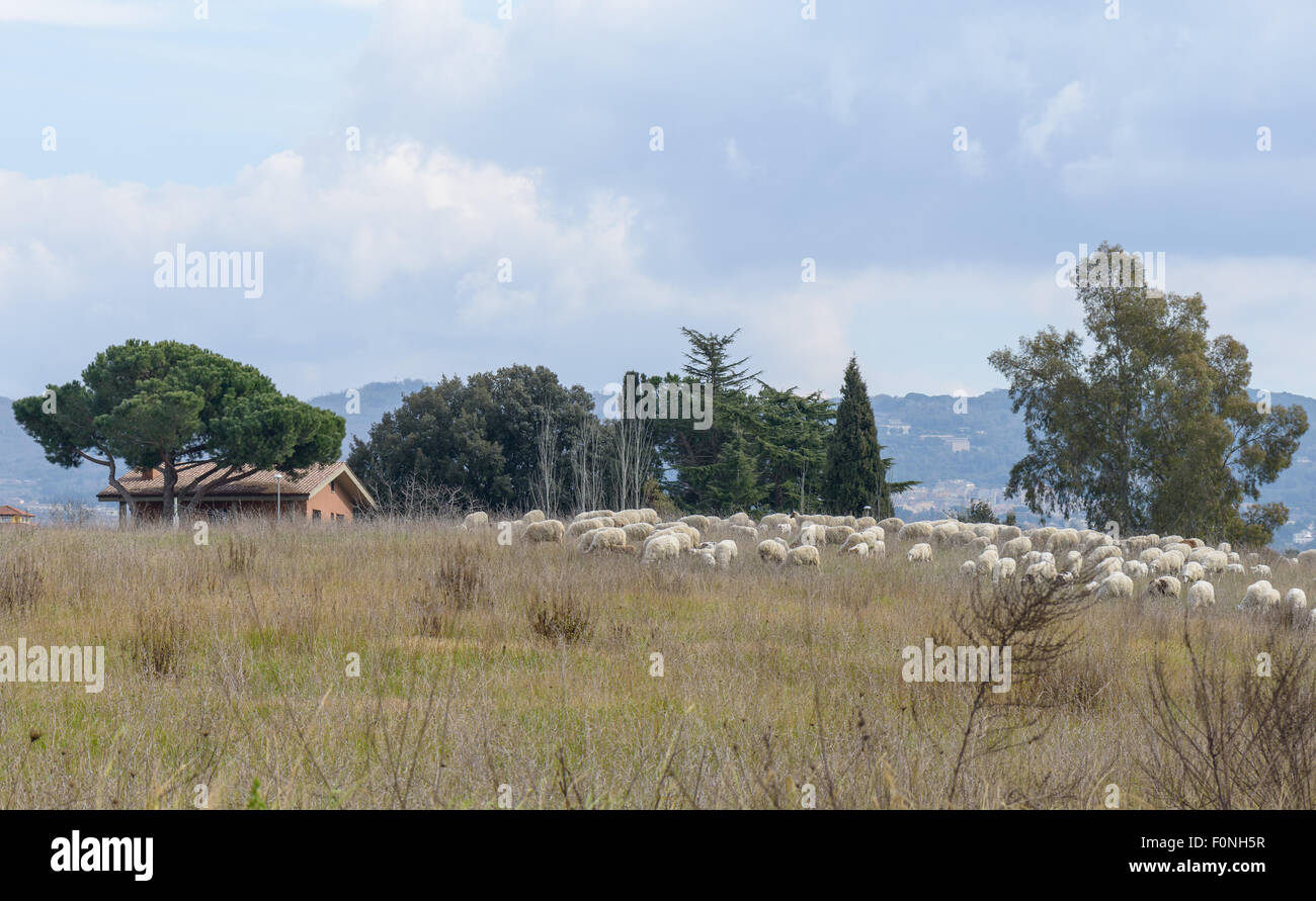 Sheep grass rome hi-res stock photography and images - Alamy