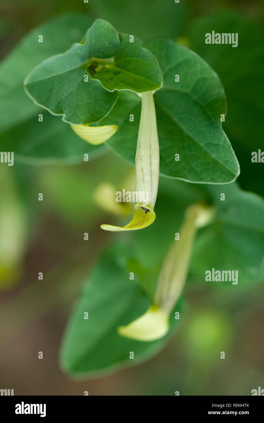 Close-up of Birthwort (Aristolochia clematitis) flower, Lake Skadar ...