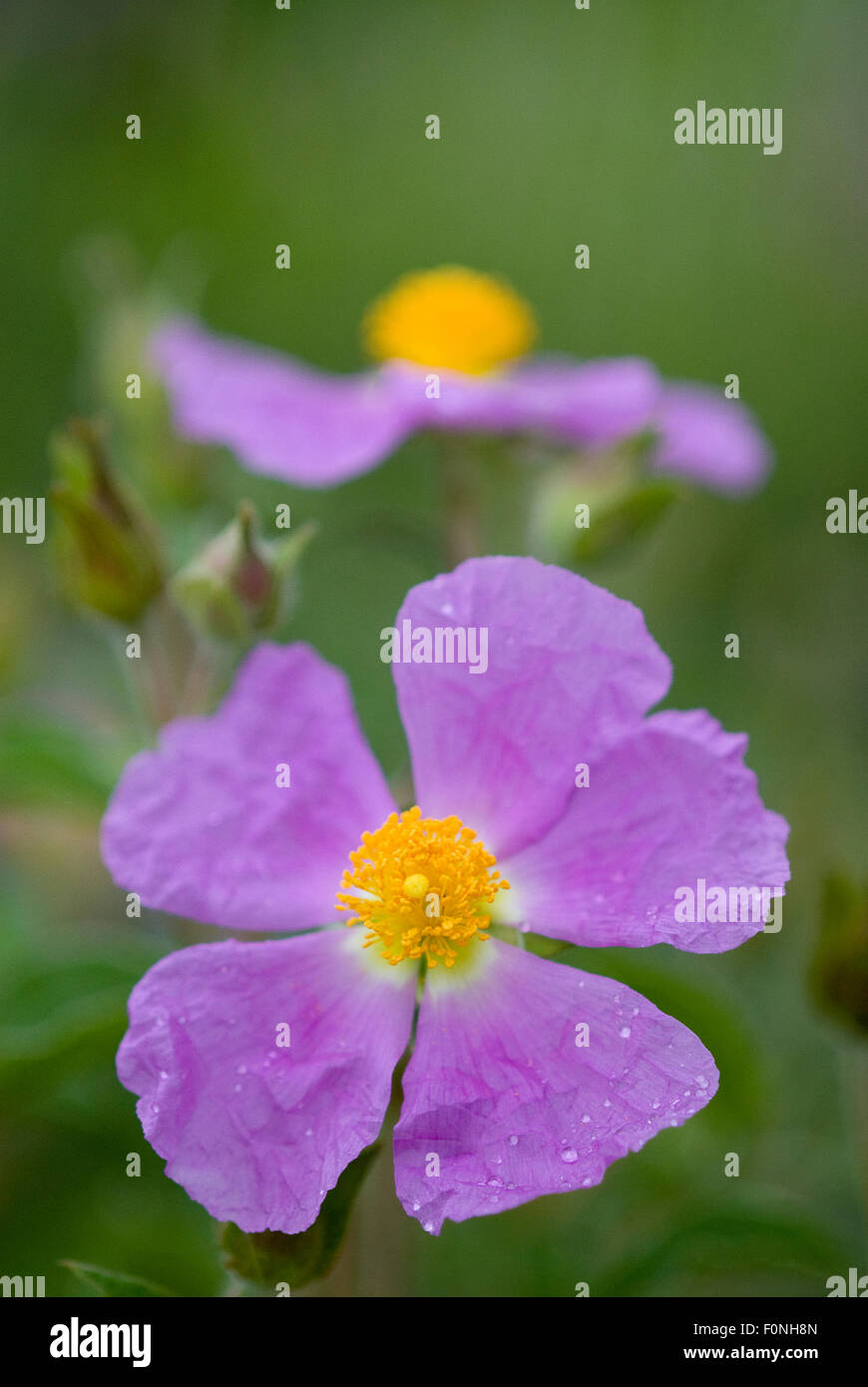 Cistus sp hi-res stock photography and images - Alamy