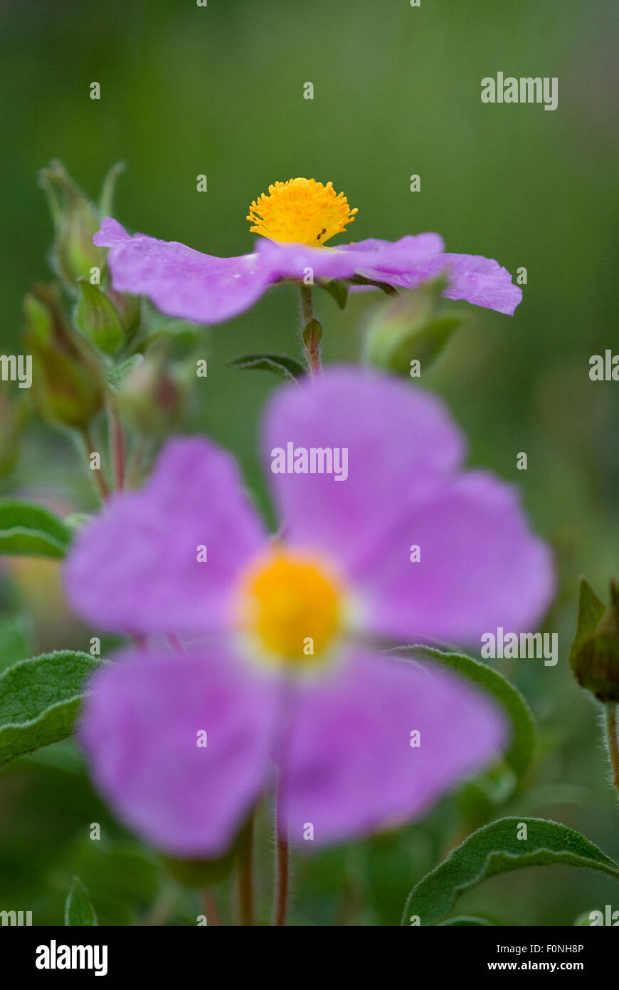 Cistus sp hi-res stock photography and images - Alamy