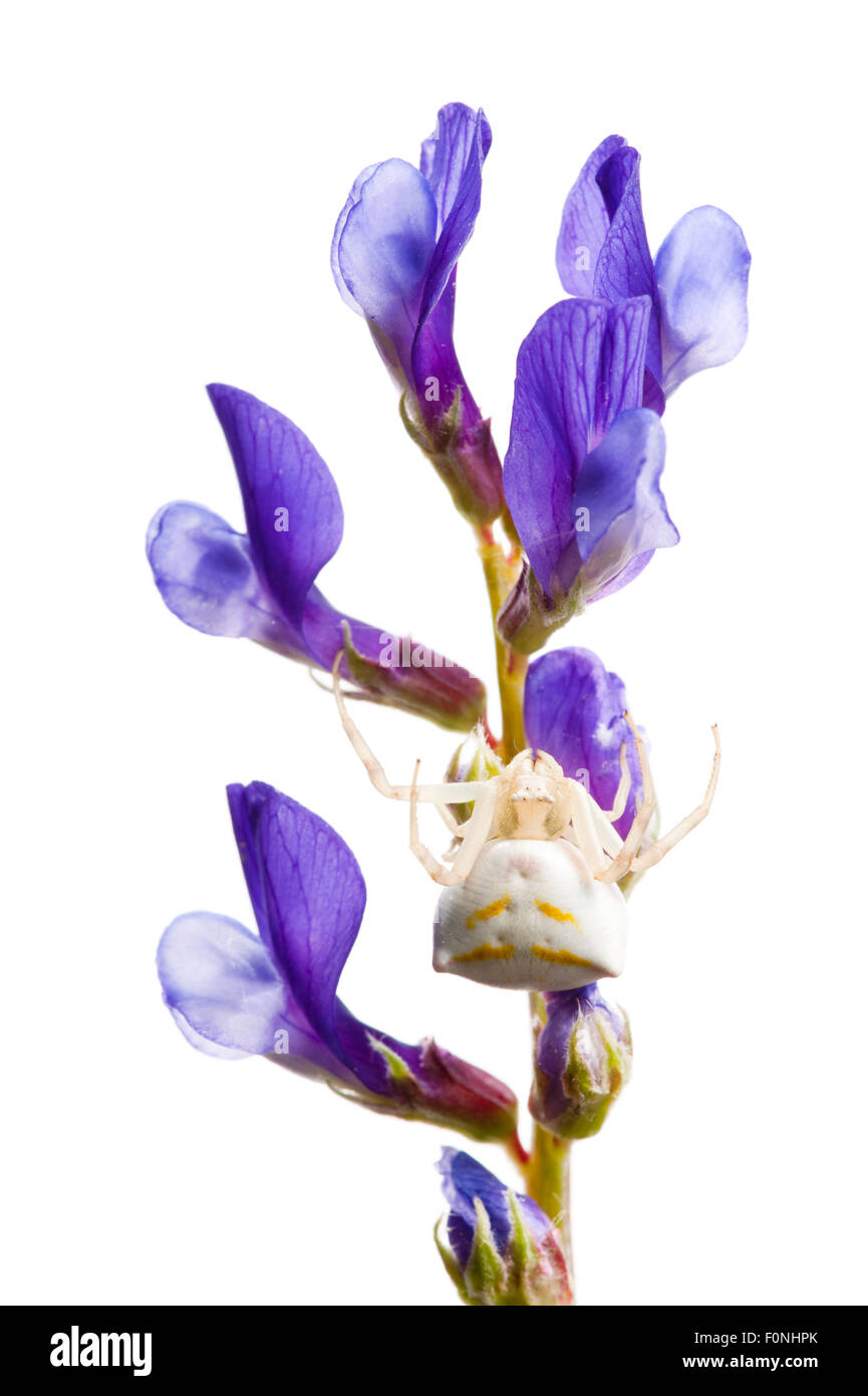 Crab spider (Misumena sp) on flower, Queyras Natural Park, France, May ...