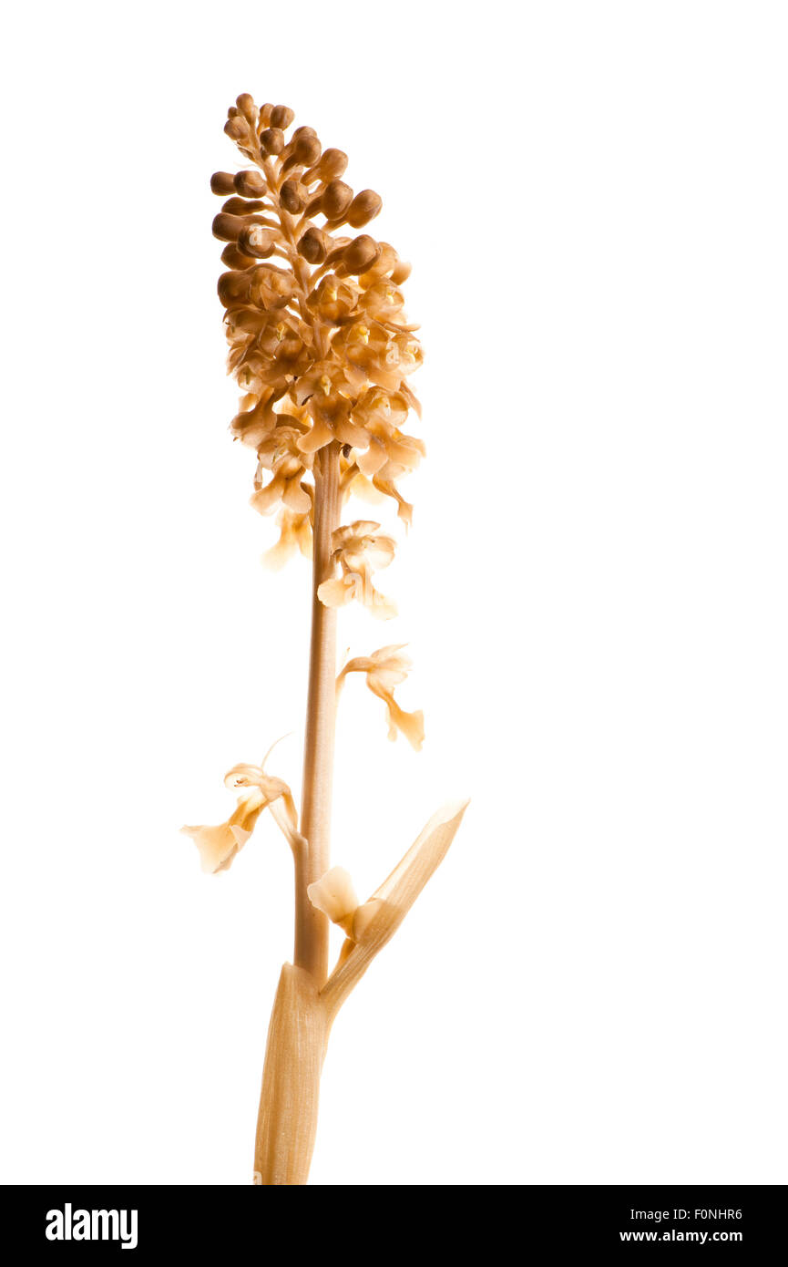 Bird's nest orchid (Neottia nidus-avis) in flower, Queyras Natural Park ...