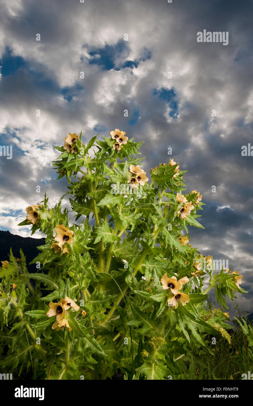 Queyras Natural Park High Resolution Stock Photography and Images - Alamy