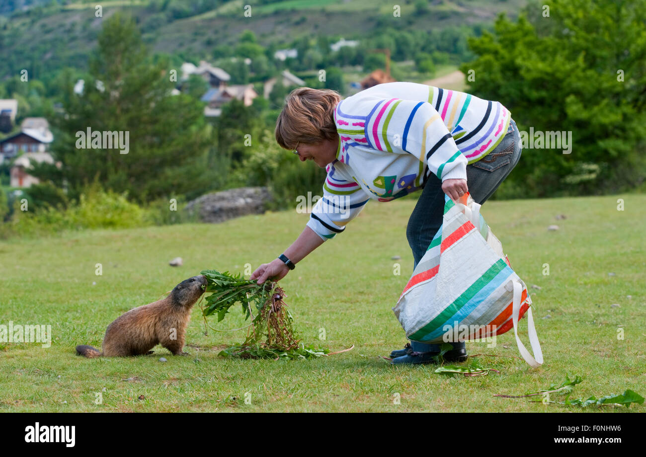 Alpine marmot (Marmota marmota) being fed Dandelions (Taraxacum ...