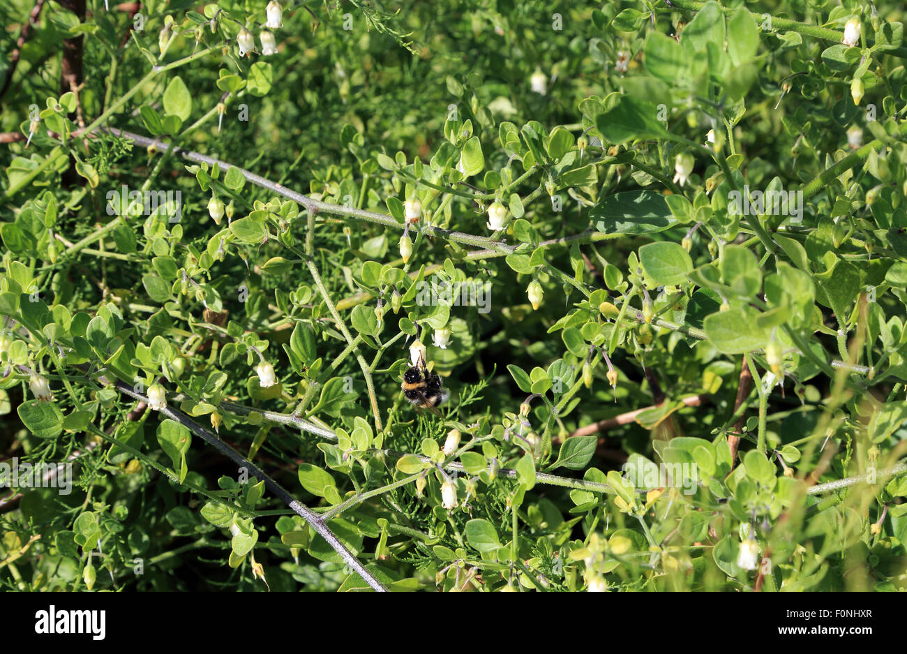 Seaside hedge hi-res stock photography and images - Alamy
