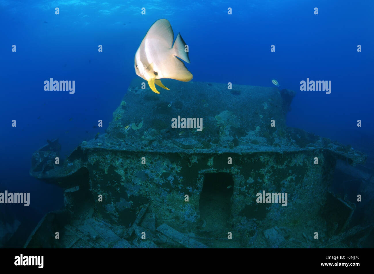 Red Sea, Egypt. 15th Oct, 2014. teira batfish, longfin batfish, longfin ...