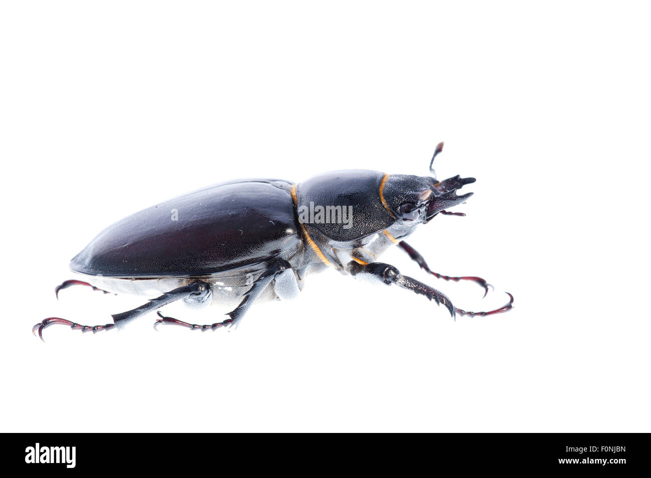 Female stag beetle uk hi-res stock photography and images - Alamy