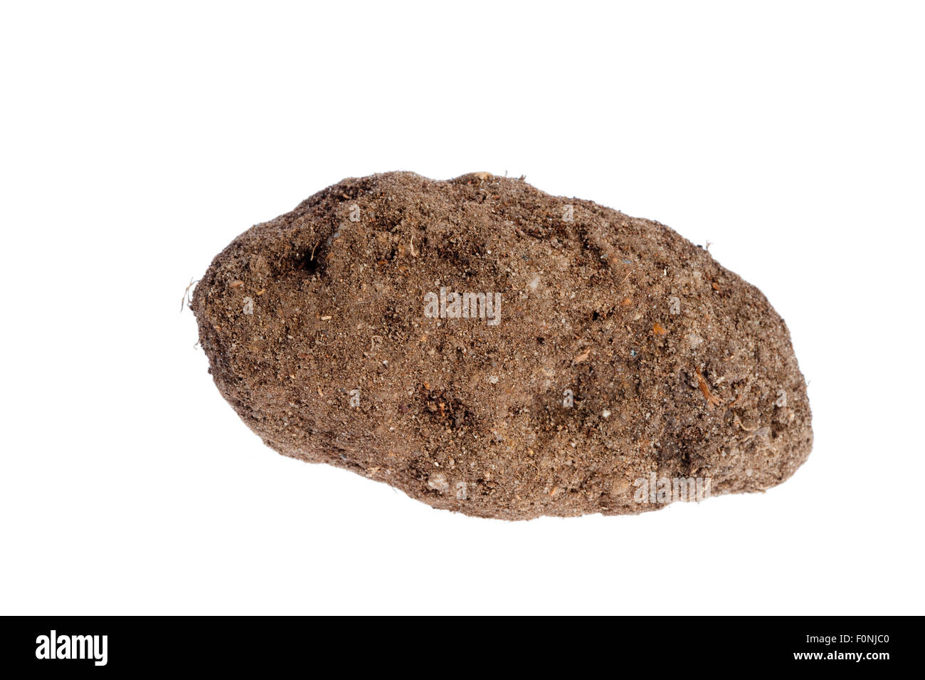 Protective cocoon built by Stag beetle (Lucanus cervus) Suffolk ...