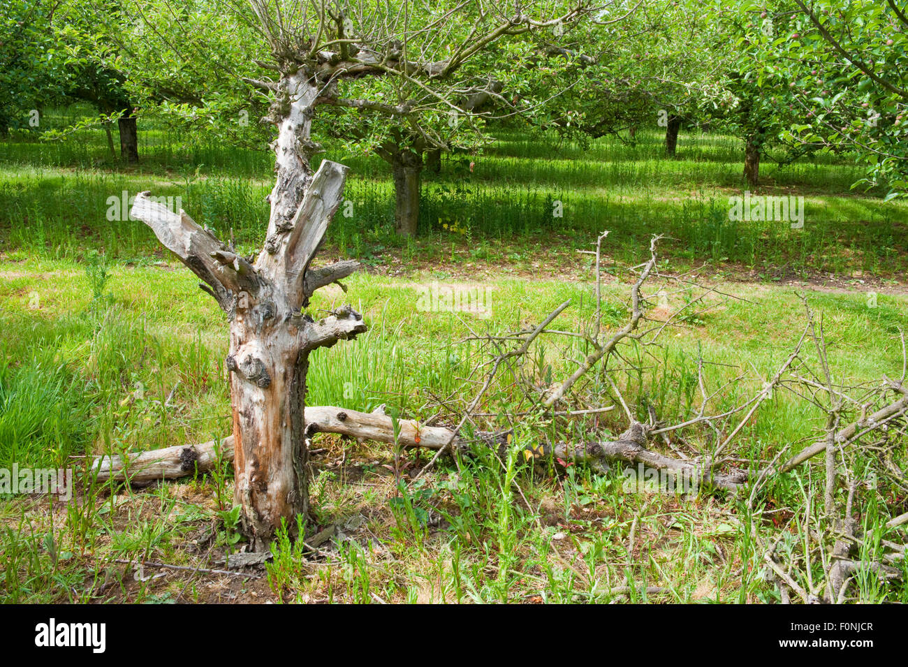 Dead tree remains, Stag beetle (Lucanus cervus) habitat, in a Suffolk ...