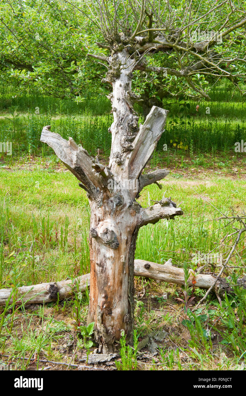 Dead tree remains, Stag beetle (Lucanus cervus) habitat, in a Suffolk ...