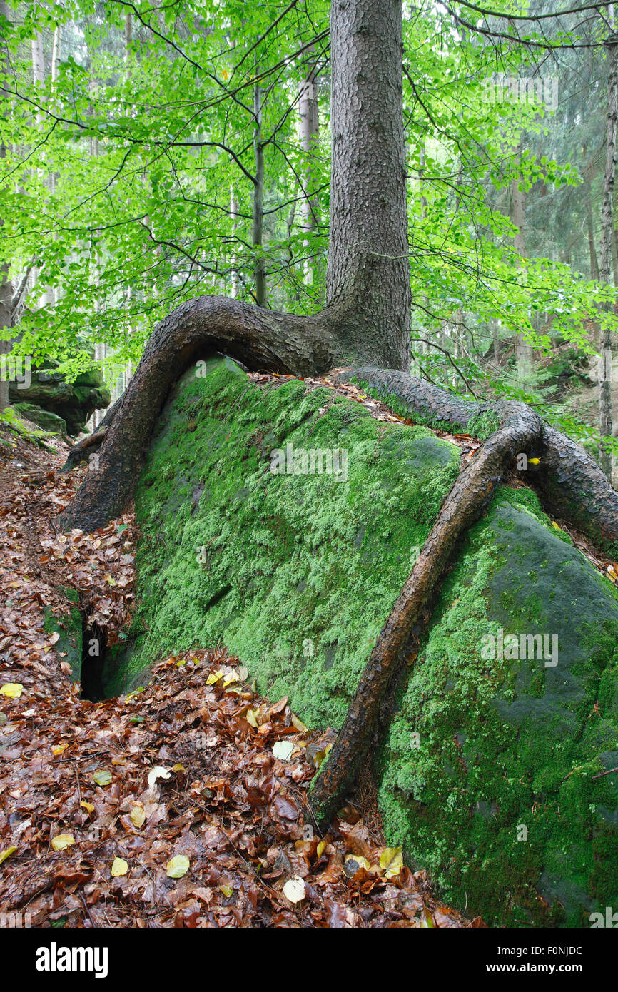 Tree with roots growing over large moss covered rock, Ceske Svycarsko ...