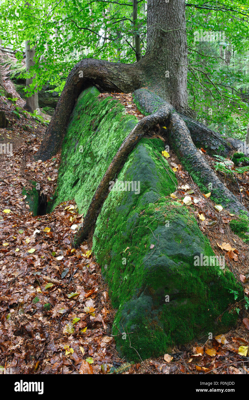 Mosses rock roots hi-res stock photography and images - Alamy