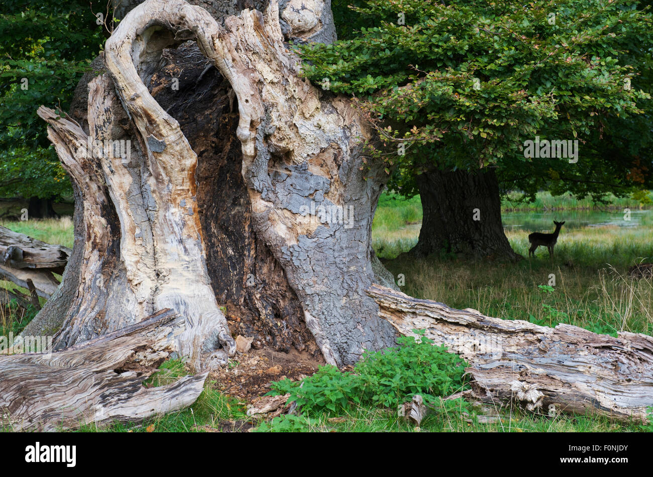 Ancient European beech tree (Fagus sylvatica) stump with a Fallow deer ...