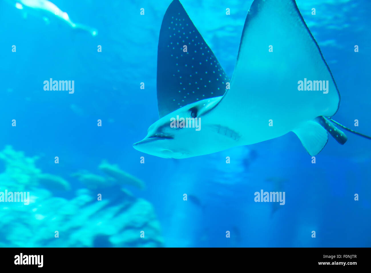 Ray swimming in an aquarium Stock Photo - Alamy