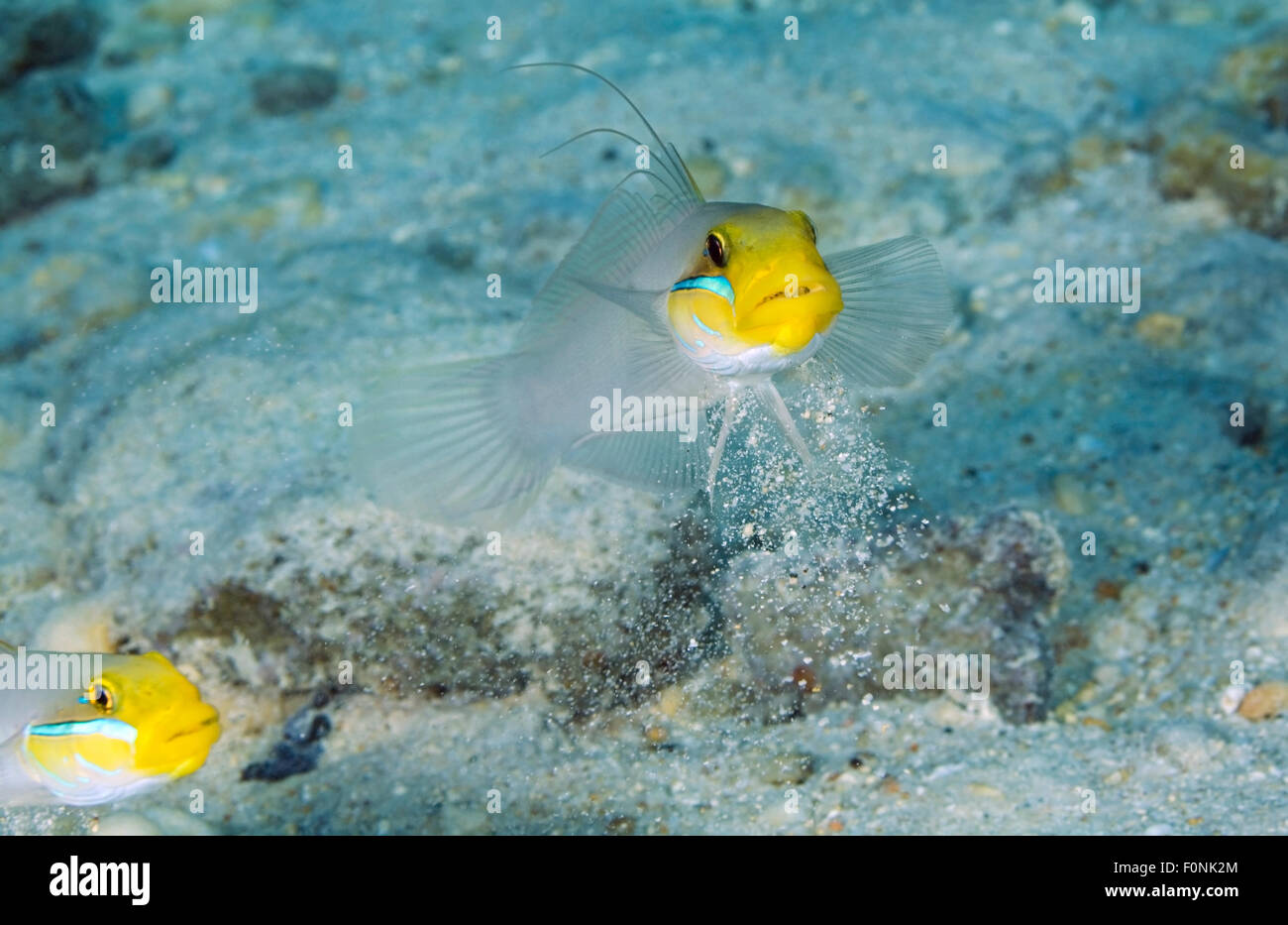 COUPLE OF SMALL GOBY EATING SAND ON CORAL REEF BOTTOM Stock Photo - Alamy
