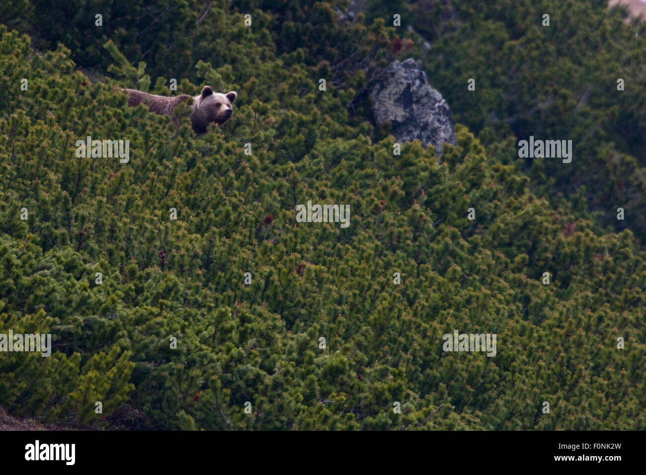 Female European brown bear (Ursus arctos), emerging from Dwarf pines ...