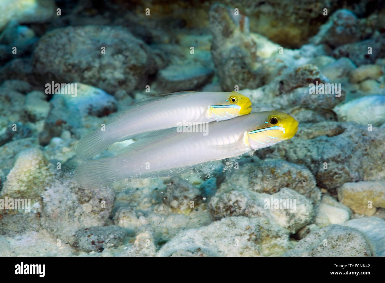 Fish eating coral hi-res stock photography and images - Alamy