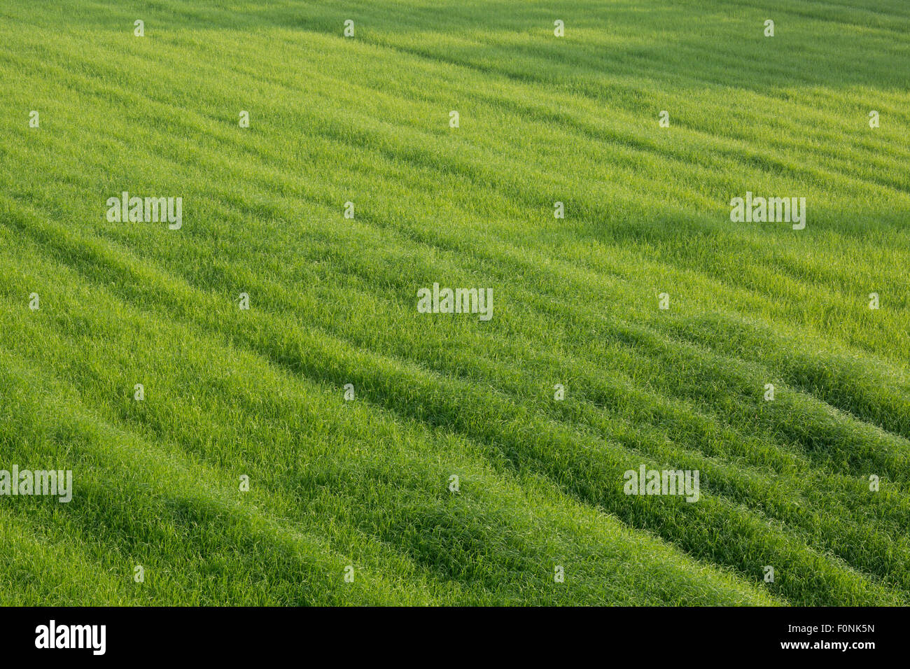 Grass field italy hi-res stock photography and images - Alamy