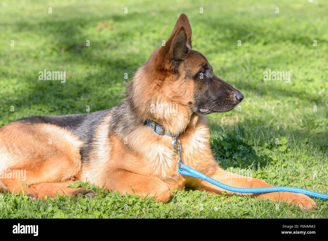 Nice dog in a garden in Rome Stock Photo - Alamy