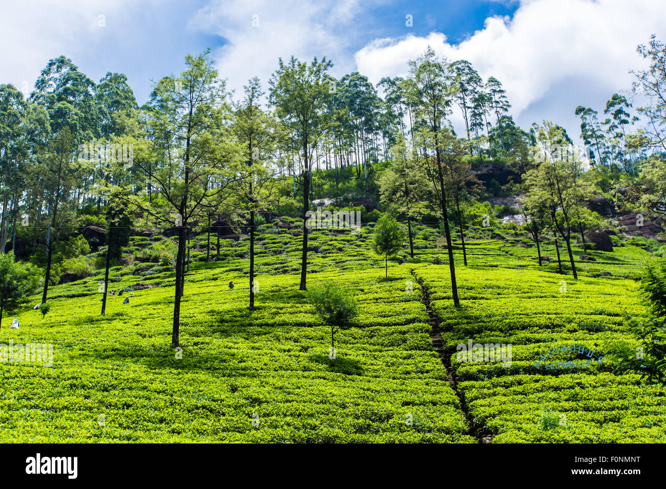 Sri Lanka Mackwoods tea house Stock Photo - Alamy