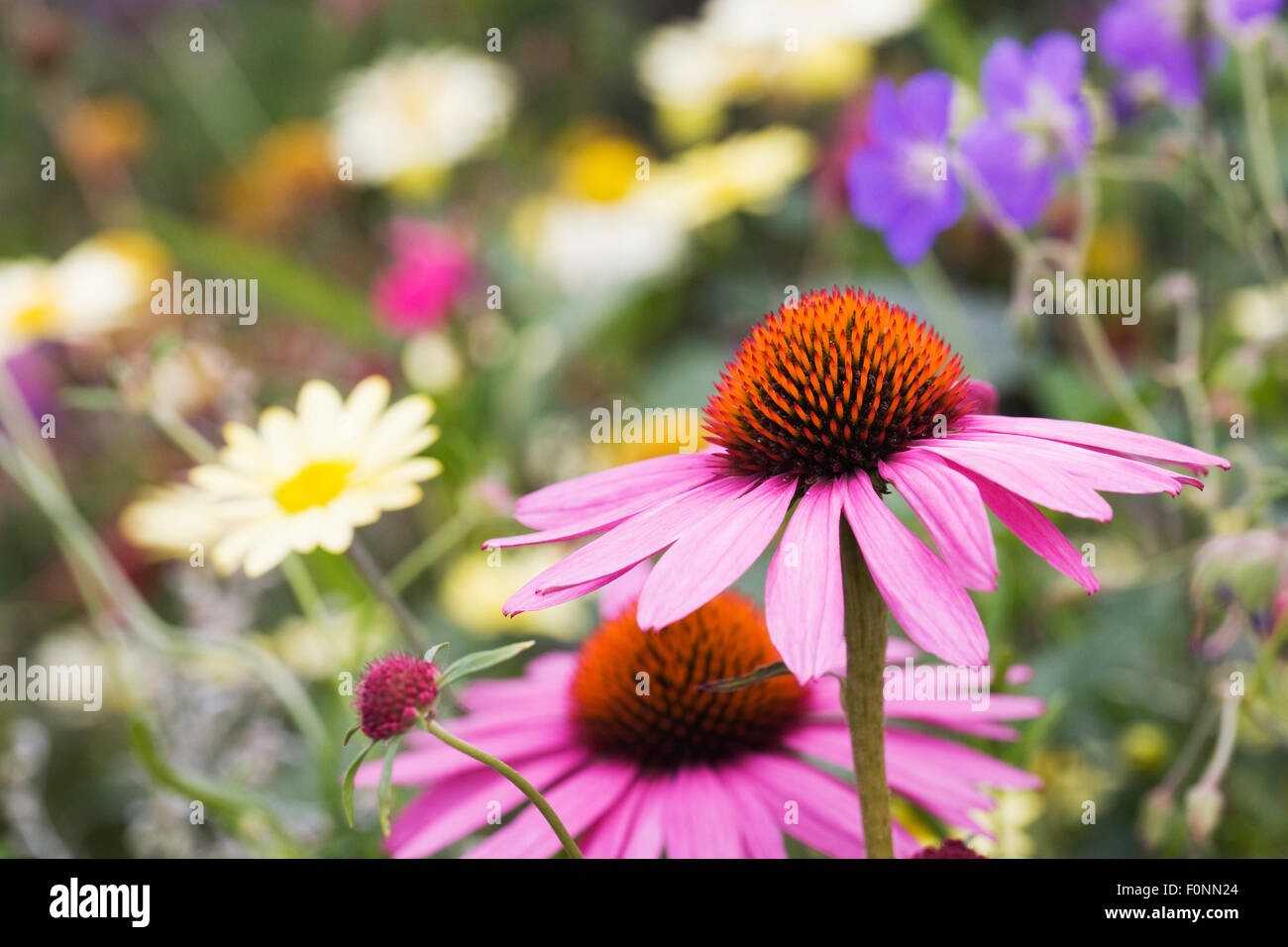 Echinacea purpurea. Coneflower in an herbaceous border Stock Photo - Alamy