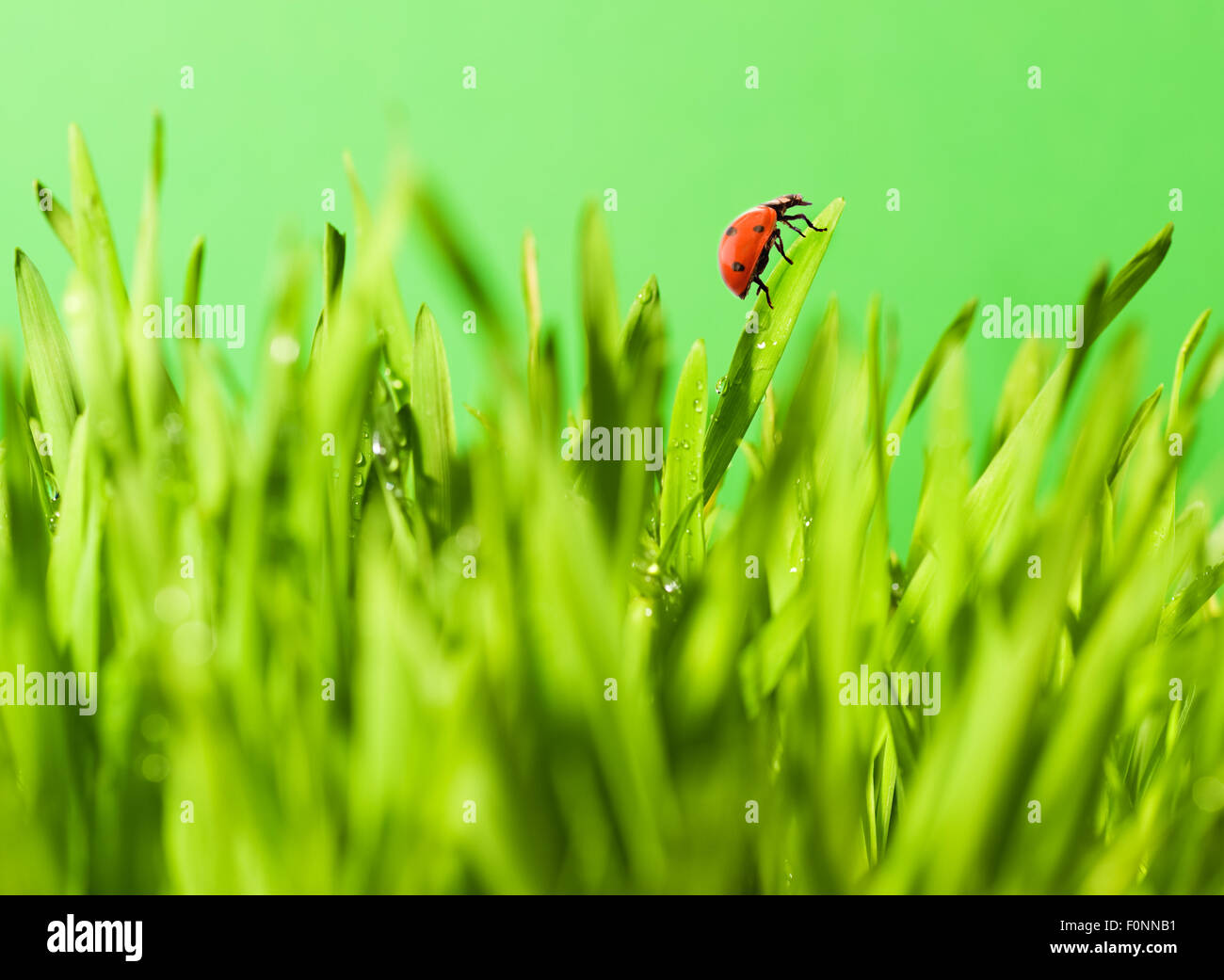 Ladybug sitting on a green grass Stock Photo - Alamy