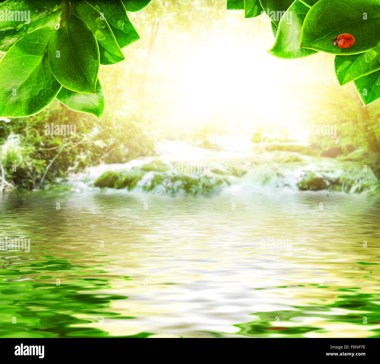 Sunshine in forest Stock Photo - Alamy