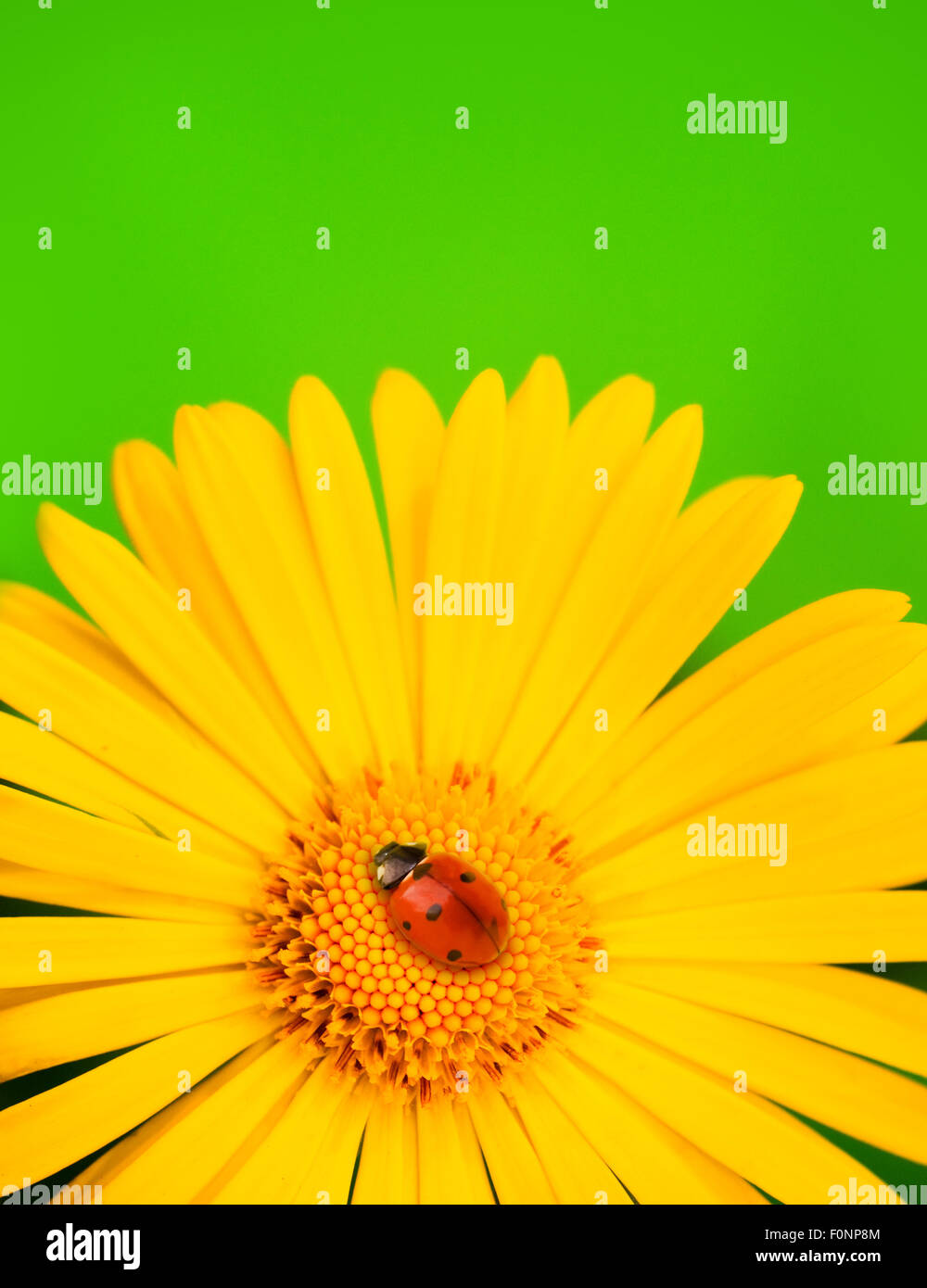 Ladybug on yellow flower Stock Photo - Alamy