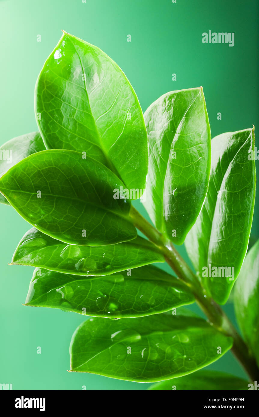 Fresh green leaves Stock Photo - Alamy