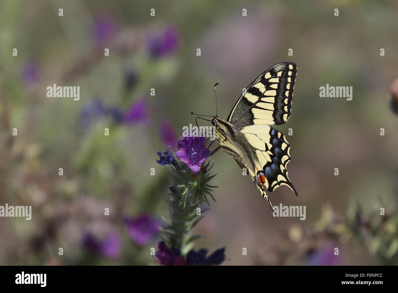 Checkered swallowtail hi-res stock photography and images - Alamy
