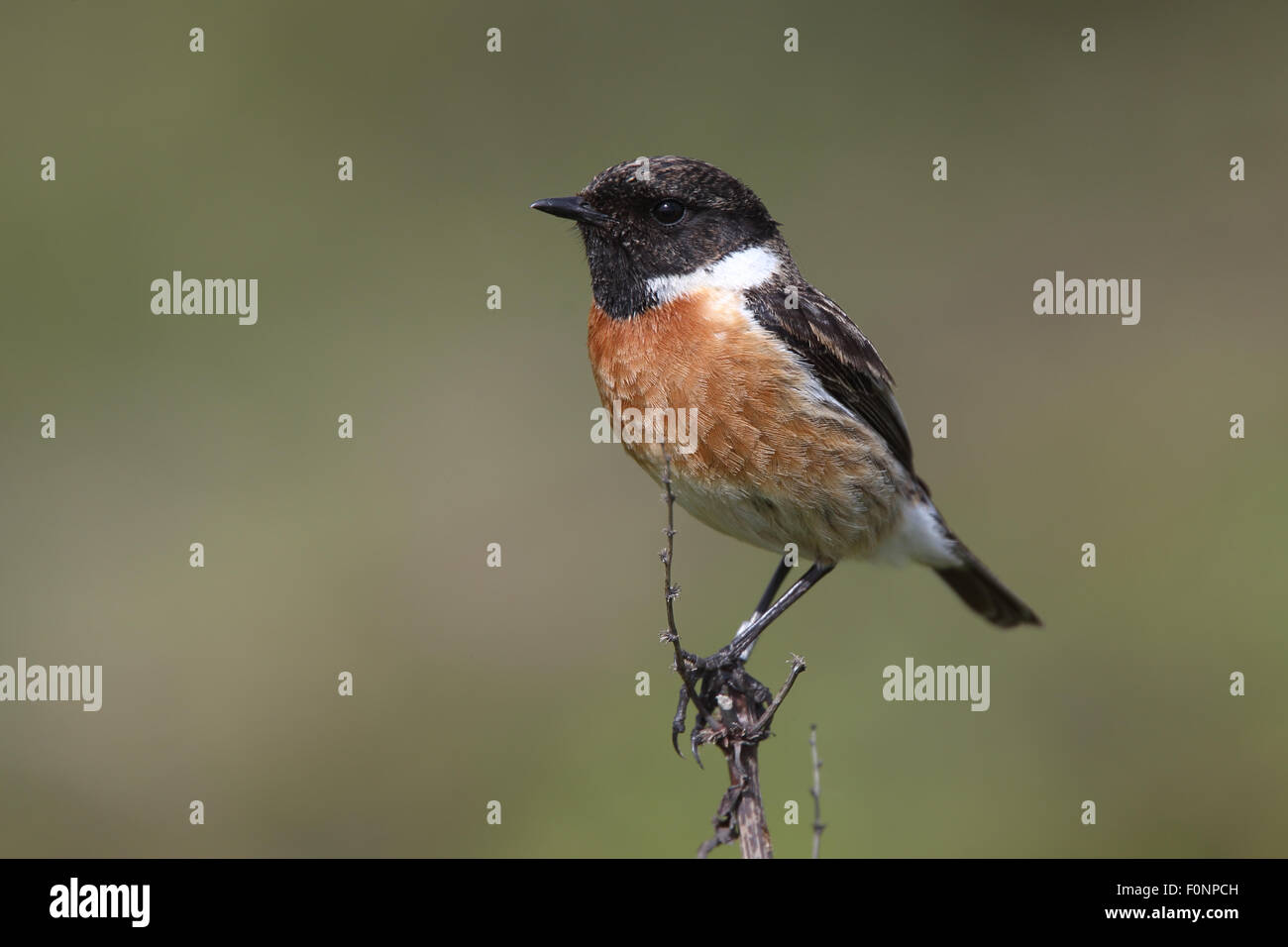 Common Stonechat (Saxicola torquata) male perched, Marazion Marsh RSPB ...
