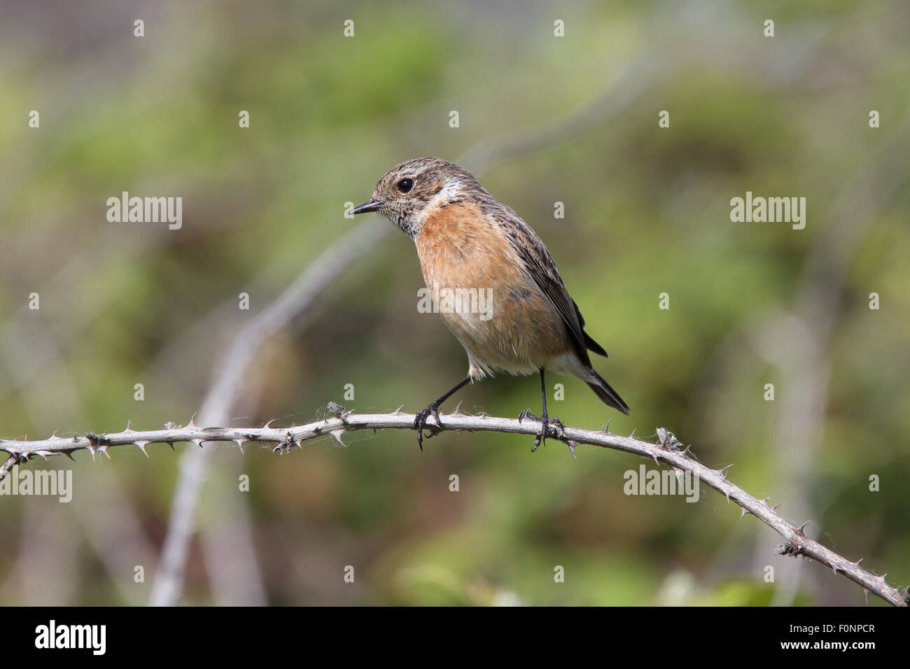 Immature common stonechat hi-res stock photography and images - Alamy