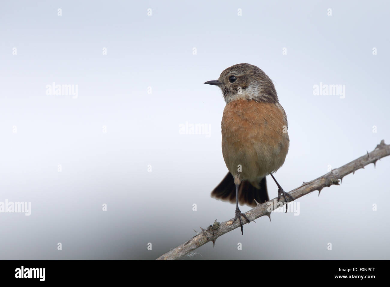 Common Stonechat (Saxicola torquata) female or juvenile, perched on ...