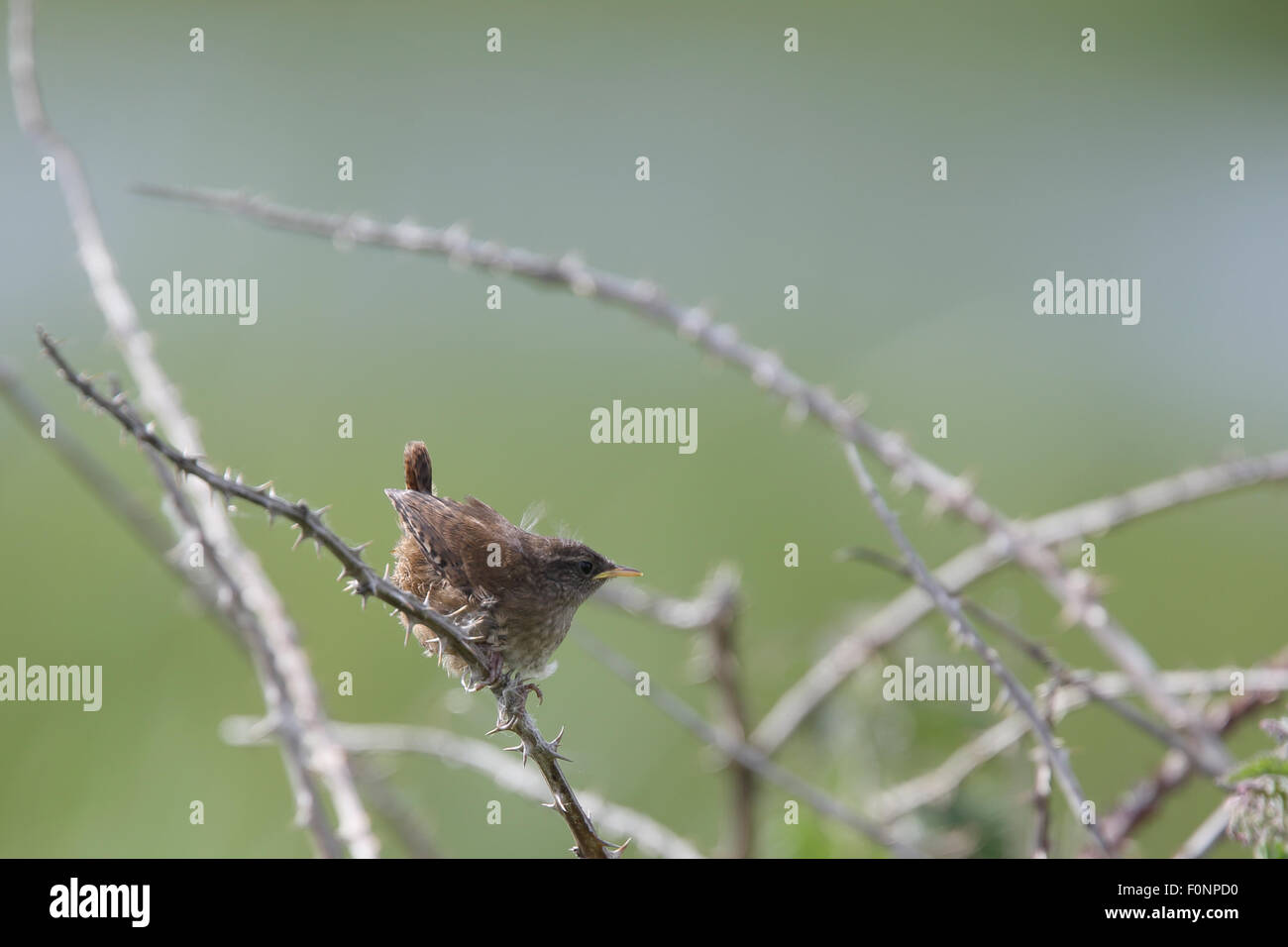 Wren, (Troglodytes trolodytes) young fledgling, Marazion Marsh RSPB ...