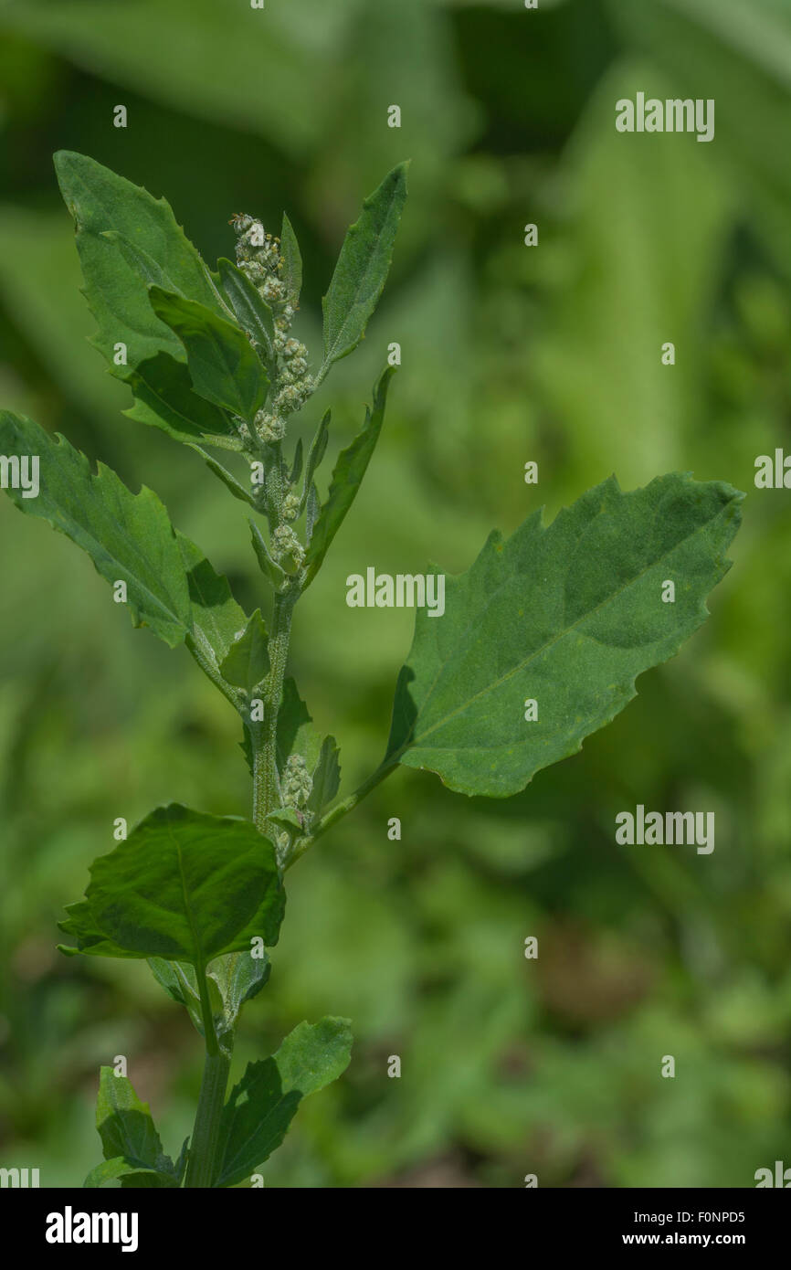 Fat Hen Leaves High Resolution Stock Photography and Images - Alamy