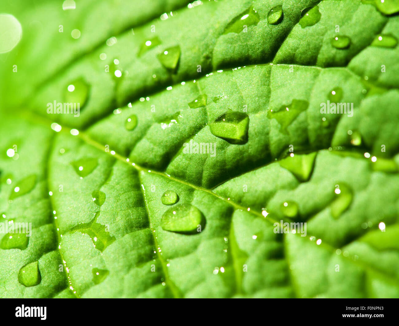 Green leaf texture with water drops on it Stock Photo - Alamy