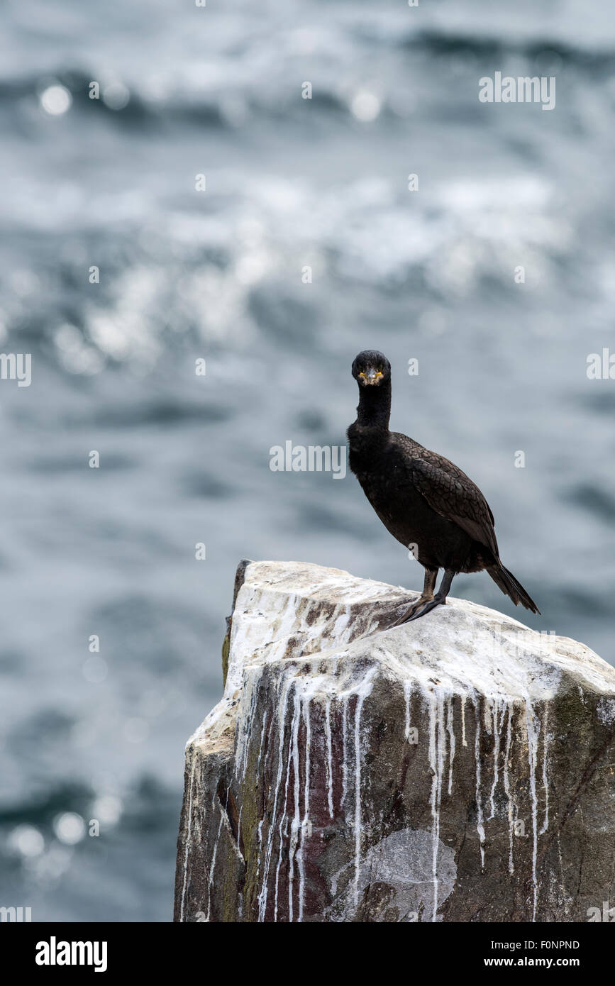 Shag rock hi-res stock photography and images - Alamy