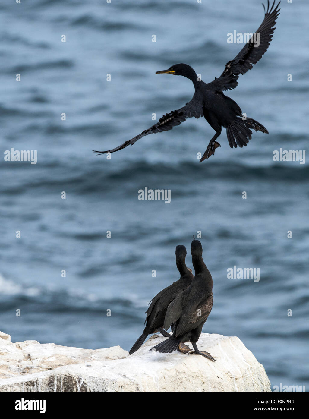 Shag in flight hi-res stock photography and images - Alamy