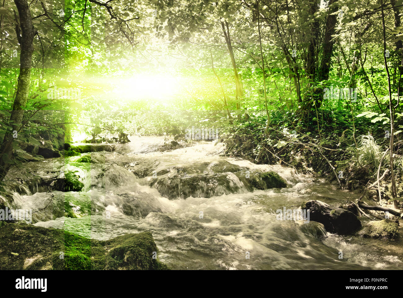 Sunshine in a forest Stock Photo - Alamy