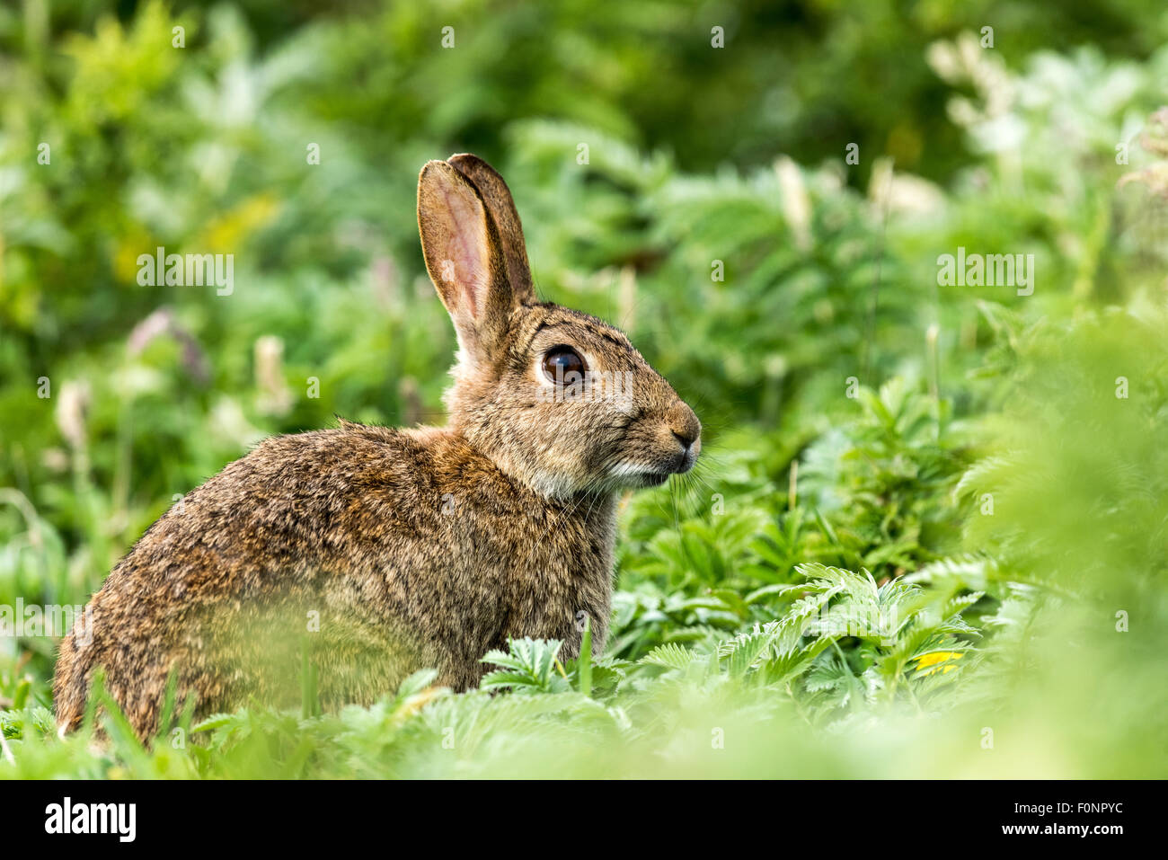 Wild rabbit (Oryctolagus cuniculus) on the grass Farne Islands, England ...