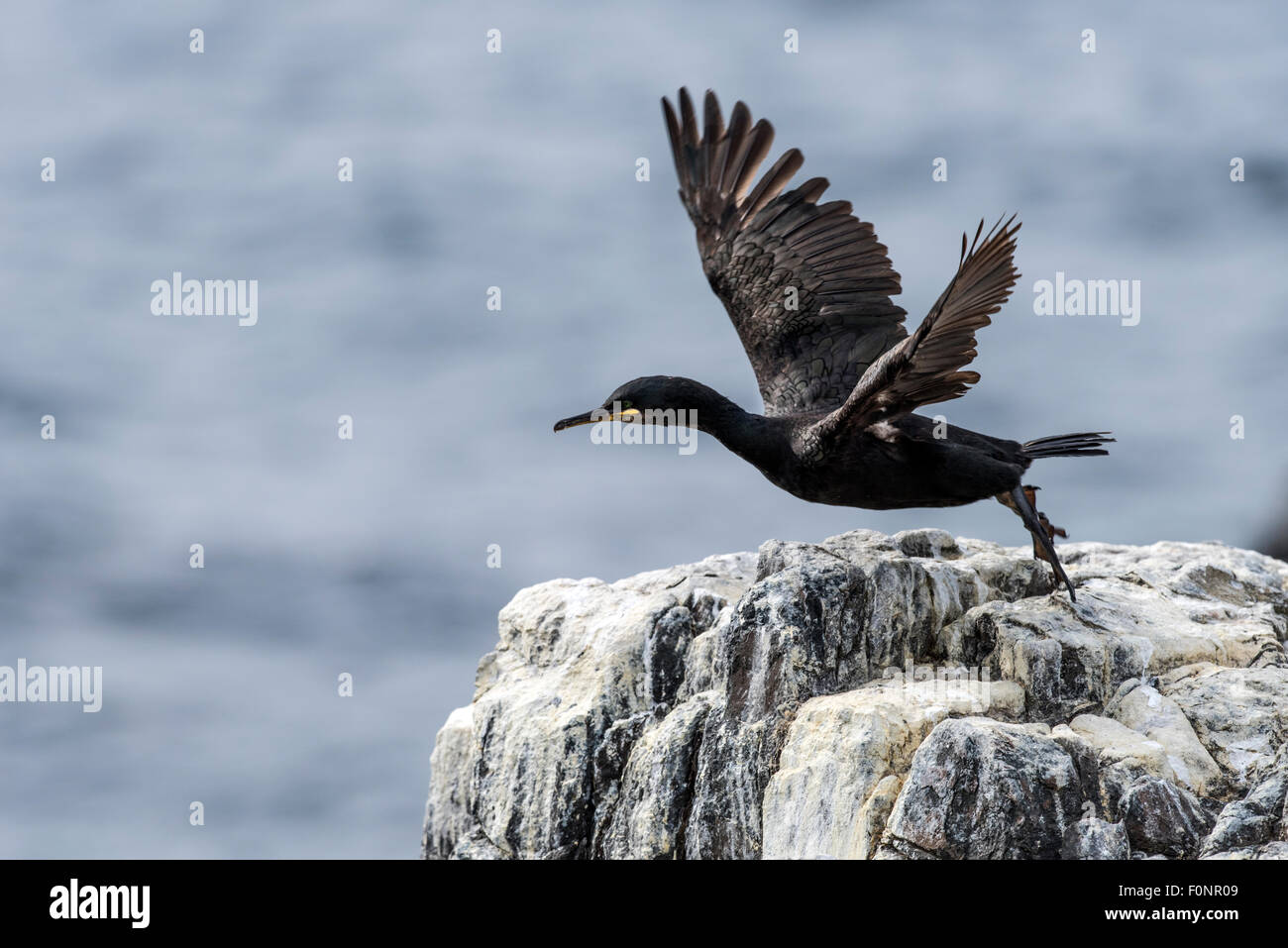 Shag in flight hi-res stock photography and images - Alamy