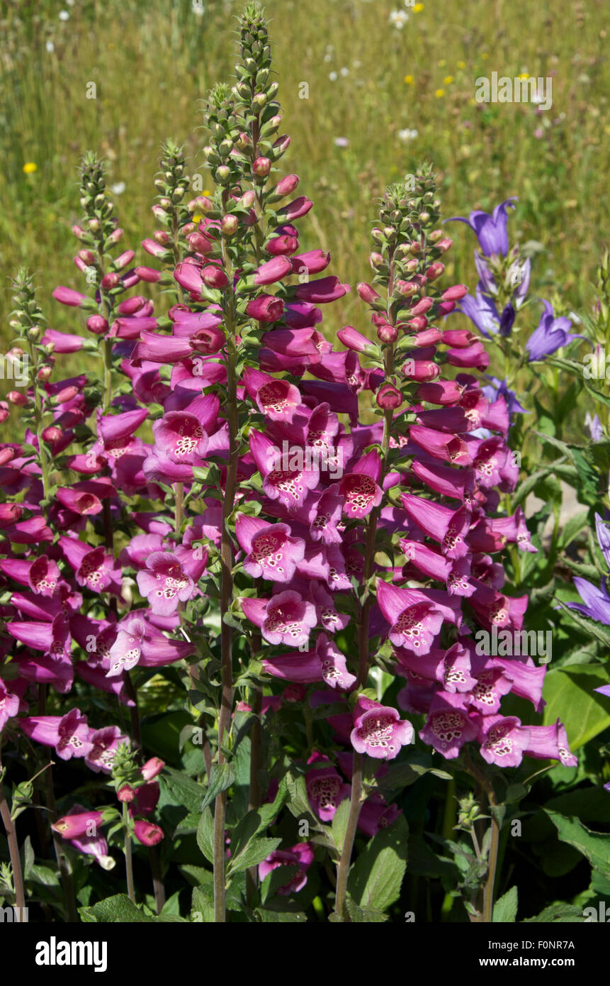 Native wild foxgloves hi-res stock photography and images - Alamy