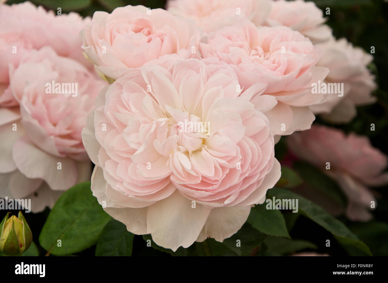 Rosa Gentle Hermione Stock Photo - Alamy