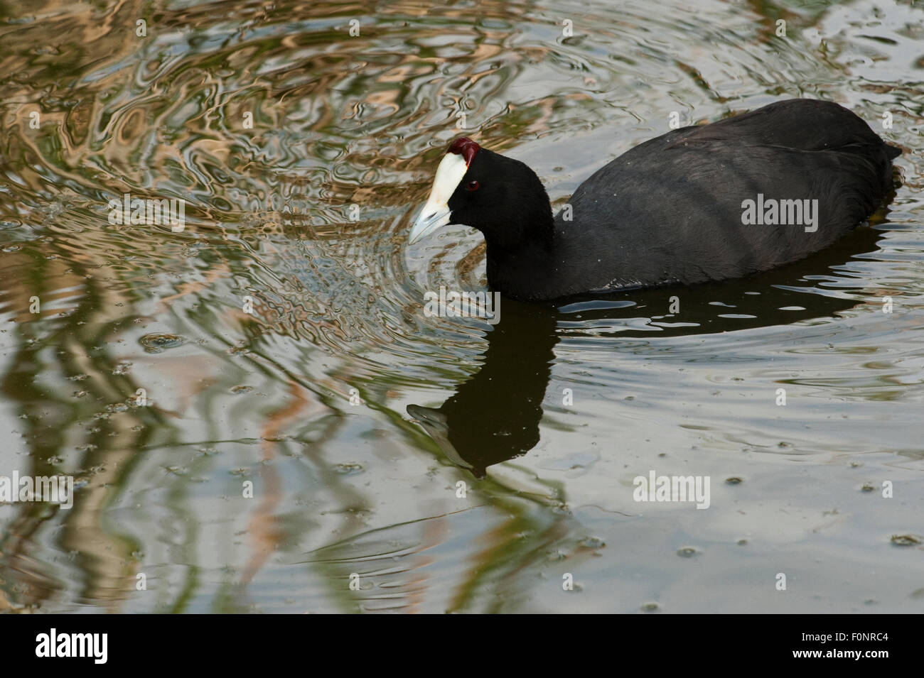 Red-knobbed / Crested coot (Fulica cristata) on water, Captive, Cañada ...