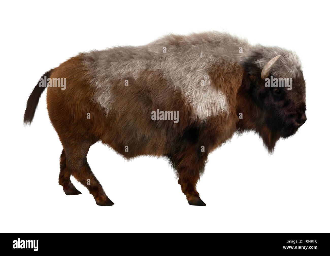 3D digital render of an American bison standing isolated on white ...