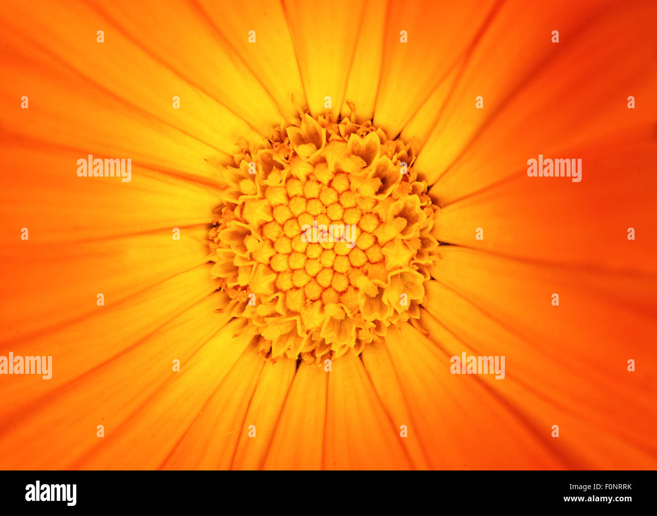 Beautiful orange flower Stock Photo - Alamy
