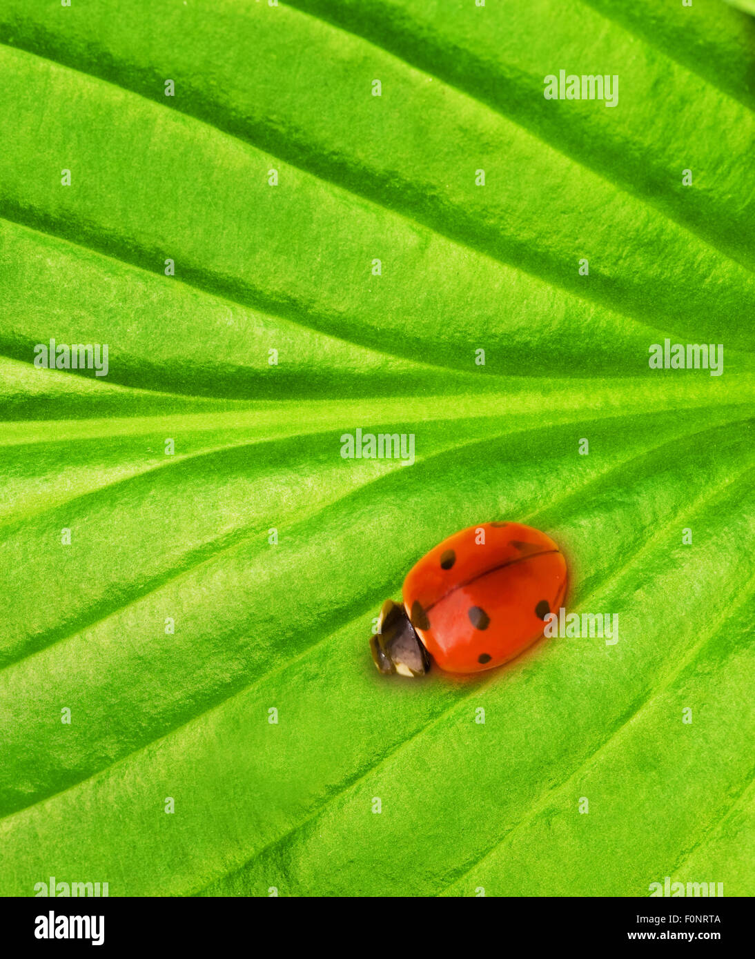 Little red ladybug on leaf hi-res stock photography and images - Alamy