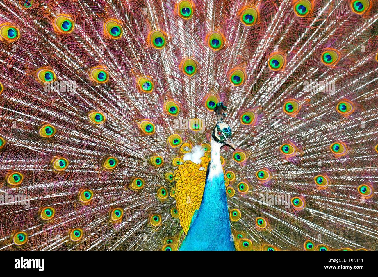 Portrait of a colorful peacock Stock Photo - Alamy