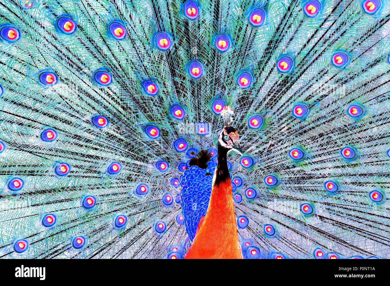 Most Beautiful Peacock
