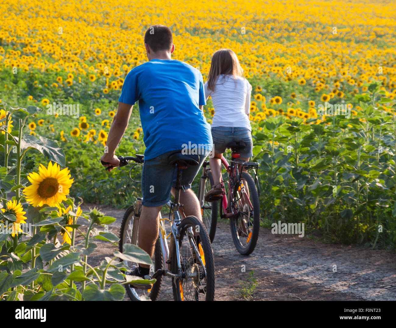 Two happy teen cyclist in sunflower field riding bicycle Stock Photo ...